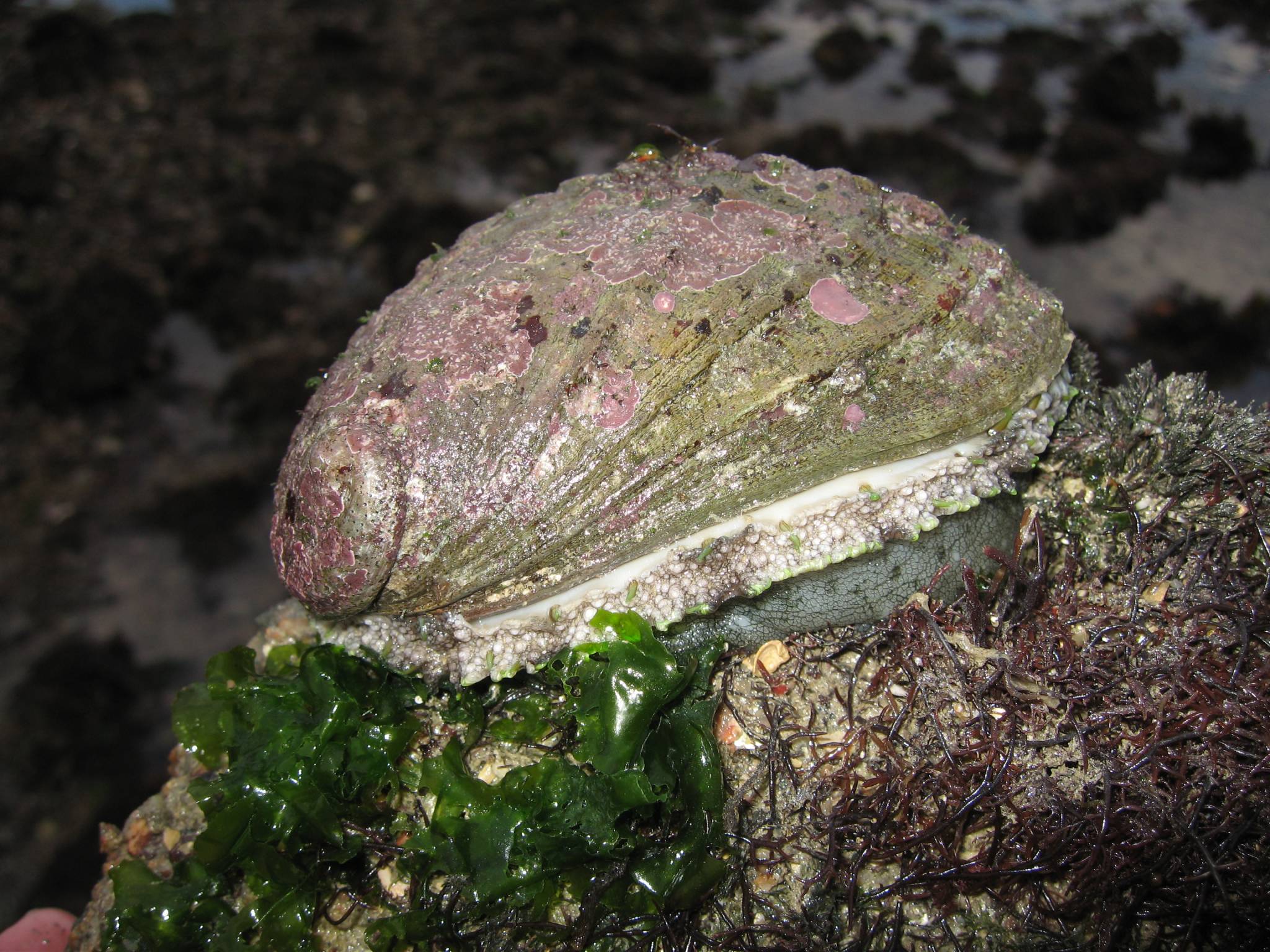 Oysters, Ormers, Scallops & Mussels in Jersey - Jersey Walk Adventures
